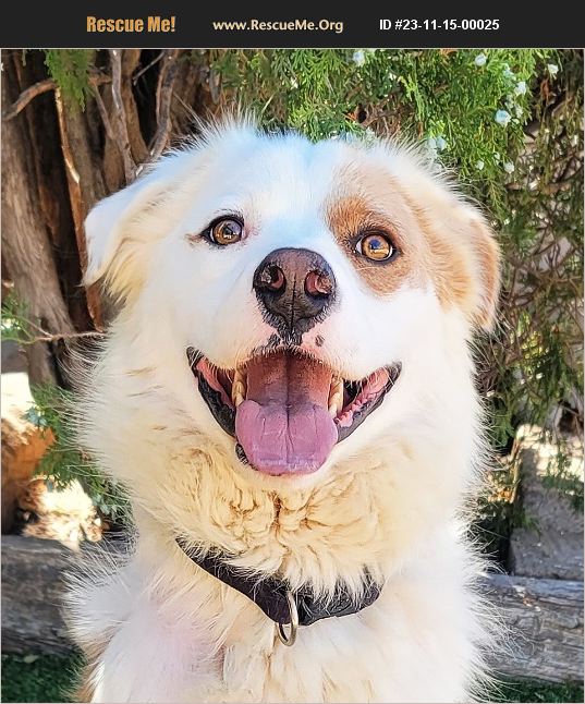 ADOPT 23111500025 ~ Australian Shepherd Rescue ~ Albuquerque, NM