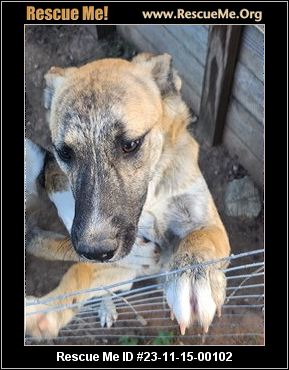 - Texas Boxer Rescue - ADOPTIONS - Rescue Me!