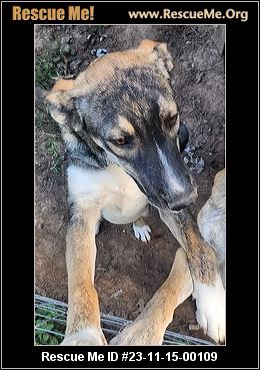 - Texas Boxer Rescue - ADOPTIONS - Rescue Me!