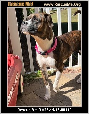 - Georgia Boxer Rescue - ADOPTIONS - Rescue Me!