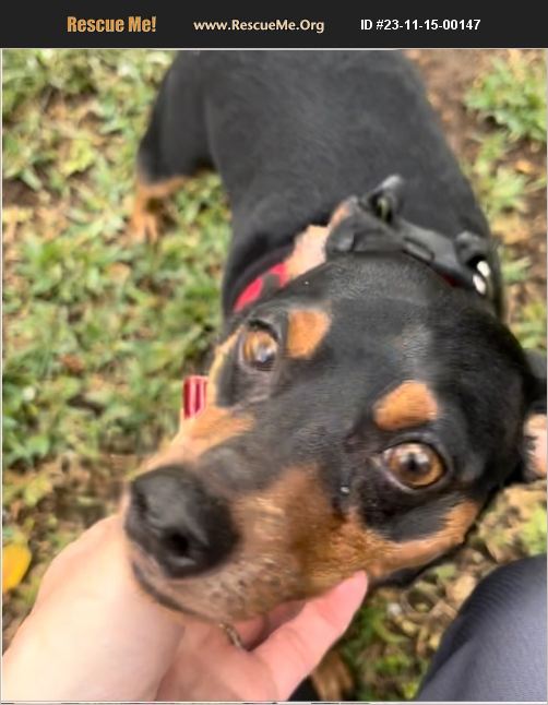 ADOPT 23111500147 ~ Miniature Pinscher Rescue ~ Oceanside, CA