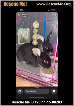 - Illinois Rabbit Rescue - ADOPTIONS - Rescue Me!