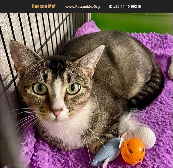 ADOPT 23111500215 ~ Domestic Cat Rescue ~ Dayton, OR