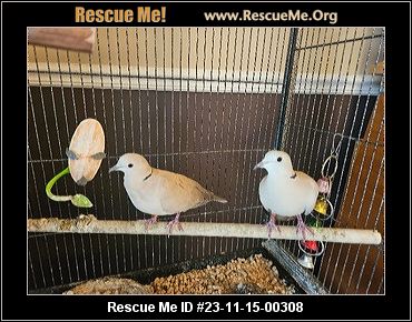 - Pennsylvania Pet Bird Rescue - ADOPTIONS - Rescue Me!
