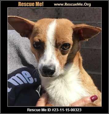 - California Jack Russell Rescue - ADOPTIONS - Rescue Me!