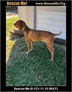 - Texas Vizsla Rescue - ADOPTIONS - Rescue Me!