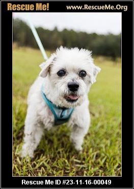 - Florida Maltese Rescue - ADOPTIONS - Rescue Me!