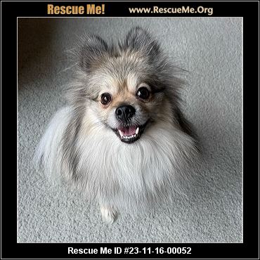 - Furever Angels Animal Rescue - Charlotte, NC - AVAILABLE PETS