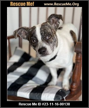 - Georgia Boston Terrier Rescue - ADOPTIONS - Rescue Me!