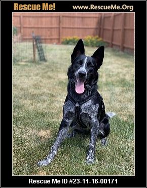 - Minnesota Dog Rescue - ADOPTIONS - Rescue Me!