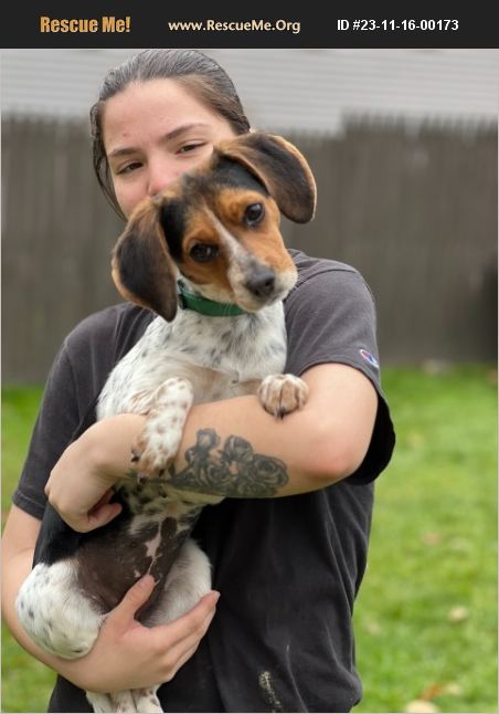 ADOPT 23111600173 ~ Beagle Rescue ~ Sparta, NJ