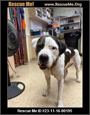 - Texas Pit Bull Rescue - ADOPTIONS - Rescue Me!