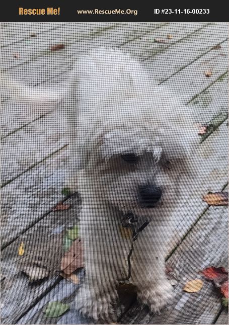 ADOPT 23111600233 ~ Poodle Rescue ~ Butler, NJ