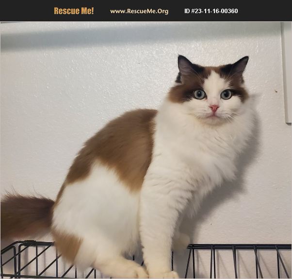 ADOPT 23111600360 ~ Ragdoll Rescue ~ Phelan, CA