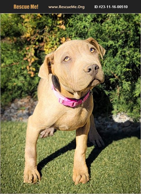 ADOPT 23111600510 ~ Mastiff Rescue ~ Albuquerque, NM