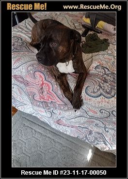 - New York Dog Rescue - ADOPTIONS - Rescue Me!