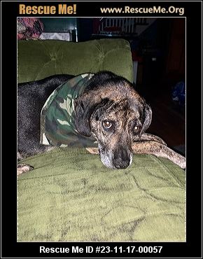 - Delaware Dog Rescue - ADOPTIONS - Rescue Me!