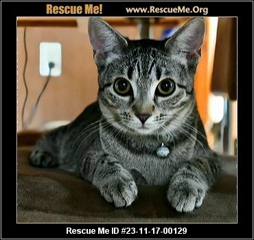 - Wisconsin Cat Rescue - ADOPTIONS - Rescue Me!