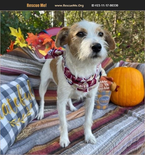 ADOPT 23111700330 ~ Jack Russell Rescue ~ Sebring, FL
