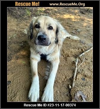 - New York Dog Rescue - ADOPTIONS - Rescue Me!