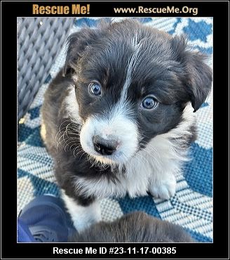 - Colorado Border Collie Rescue - ADOPTIONS - Rescue Me!