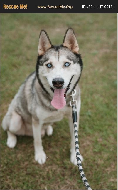 ADOPT 23111700421 ~ Siberian Husky Rescue ~ North Carolina