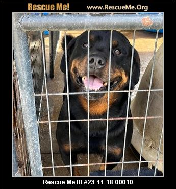 - North Carolina Rottweiler Rescue - ADOPTIONS - Rescue Me!