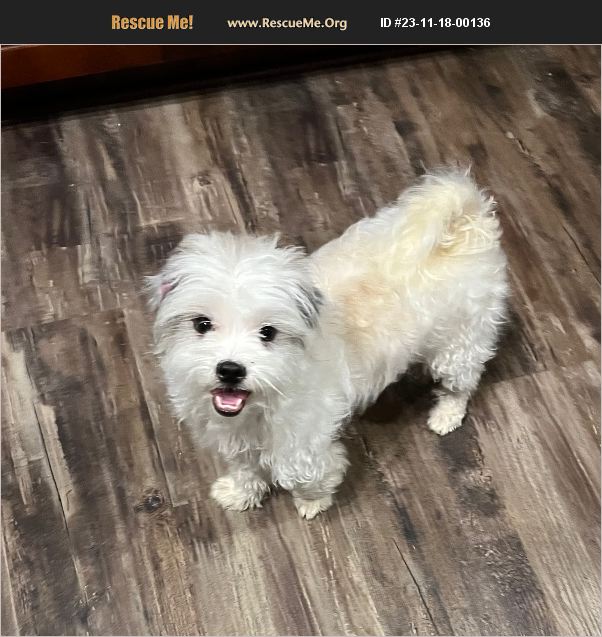 ADOPT 23111800136 ~ Maltese Rescue ~ Seminole County, FL