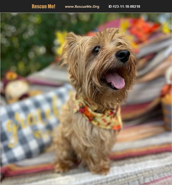 ADOPT 23111800218 ~ Yorkie Rescue ~ Sebring, FL