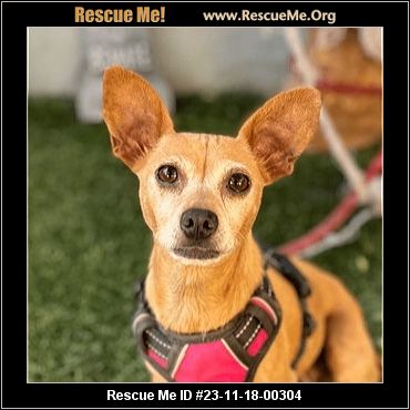 - California Miniature Pinscher Rescue - ADOPTIONS - Rescue Me!