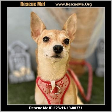 - California Corgi Rescue - ADOPTIONS - Rescue Me!