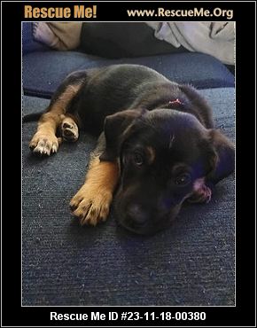 - Illinois Beagle Rescue - ADOPTIONS - Rescue Me!