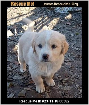 - Illinois Beagle Rescue - ADOPTIONS - Rescue Me!