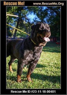 - Texas Rottweiler Rescue - ADOPTIONS - Rescue Me!