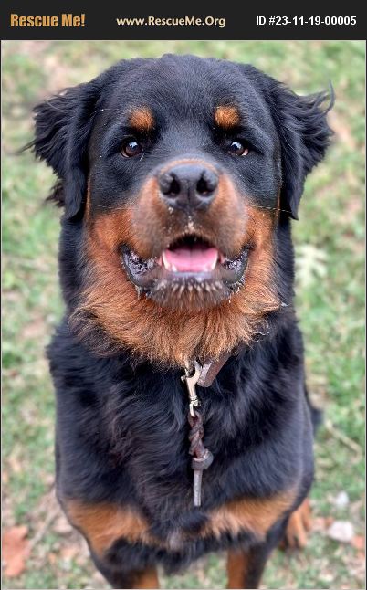 ADOPT 23111900005 ~ Rottweiler Rescue ~ DALLAS, TX