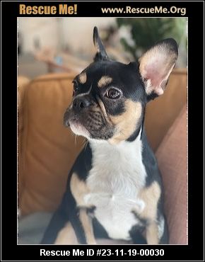 - California French Bulldog Rescue - ADOPTIONS - Rescue Me!