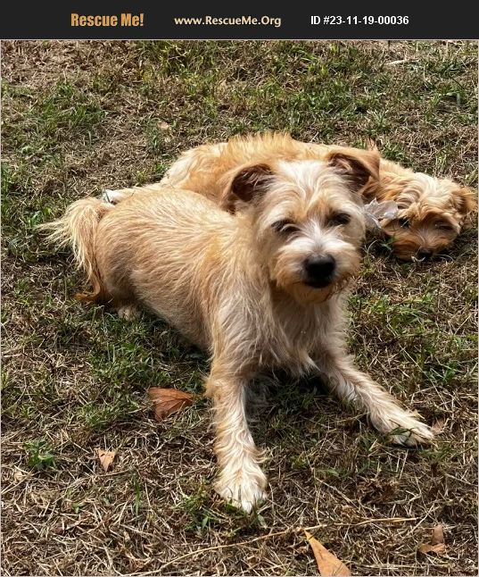 ADOPT 23111900036 ~ Norfolk Terrier Rescue ~ Smyrna, GA