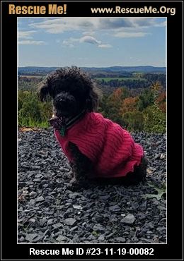 - Pennsylvania Poodle Rescue - ADOPTIONS - Rescue Me!