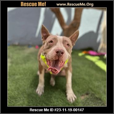 - California Pit Bull Rescue - ADOPTIONS - Rescue Me!