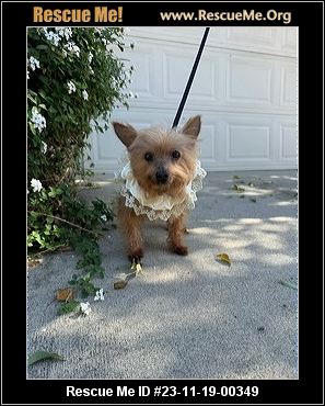 - California Yorkie Rescue - ADOPTIONS - Rescue Me!