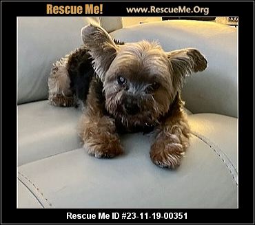 - California Yorkie Rescue - ADOPTIONS - Rescue Me!