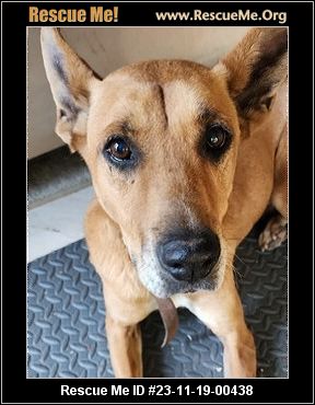 - California Rhodesian Ridgeback Rescue - ADOPTIONS - Rescue Me!