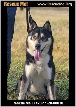 - Virginia Siberian Husky Rescue - ADOPTIONS - Rescue Me!