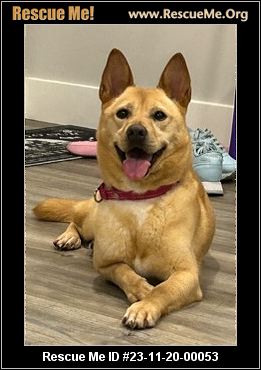 - Arizona Corgi Rescue - ADOPTIONS - Rescue Me!