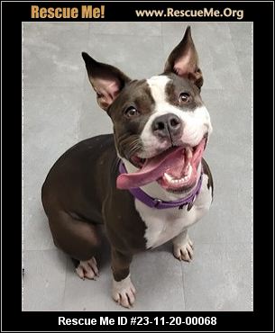 - Ohio Boston Terrier Rescue - ADOPTIONS - Rescue Me!