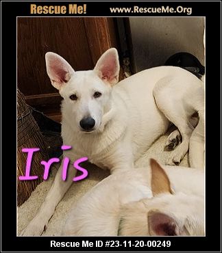 - Indiana German Shepherd Rescue - ADOPTIONS - Rescue Me!