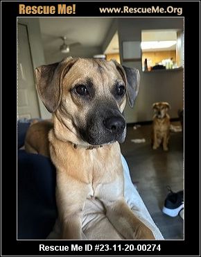 - Missouri Dog Rescue - ADOPTIONS - Rescue Me!