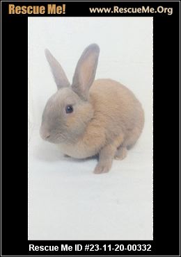 - California Rabbit Rescue - ADOPTIONS - Rescue Me!