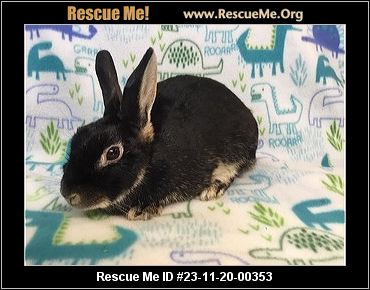 - California Rabbit Rescue - ADOPTIONS - Rescue Me!