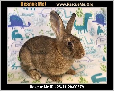 - California Rabbit Rescue - ADOPTIONS - Rescue Me!